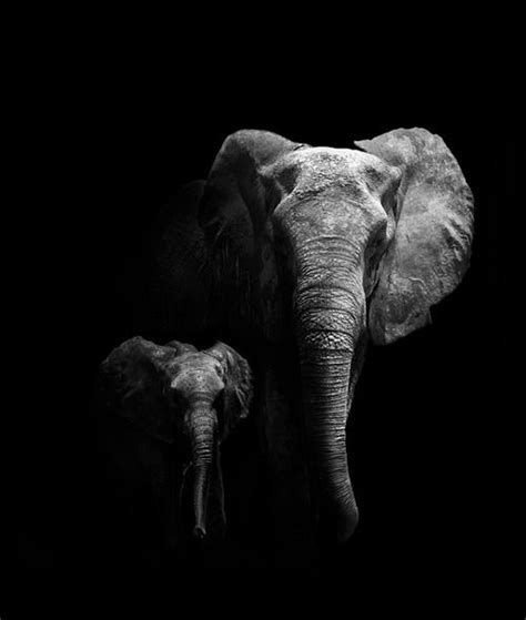 Chimpanzé :: animaux questions