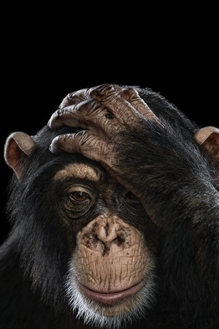 Chimpanzé :: animaux questions